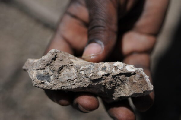Richard Leakey, renowned paleoanthropologist and conservationist dies ...