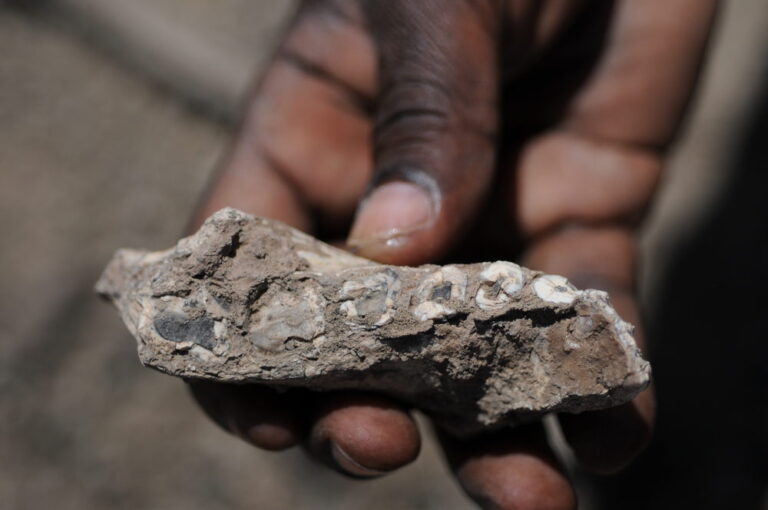 Lucy, the Iconic Ancestor - The Leakey Foundation