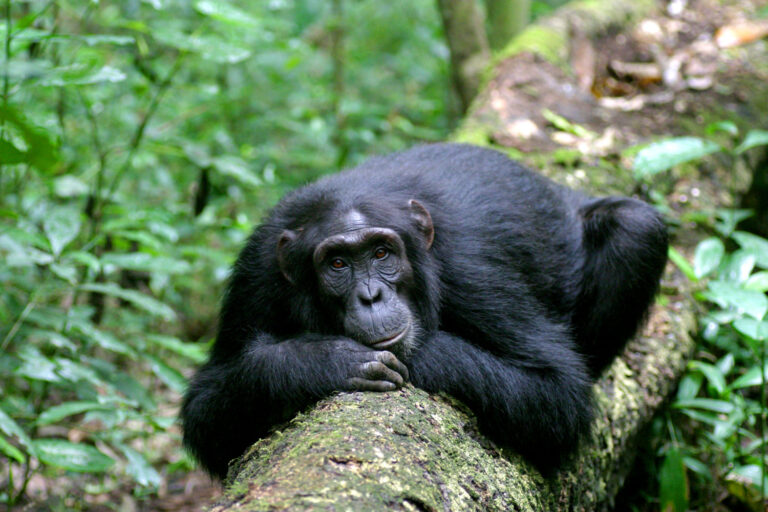 Louis Leakey's Legacy - The Leakey Foundation