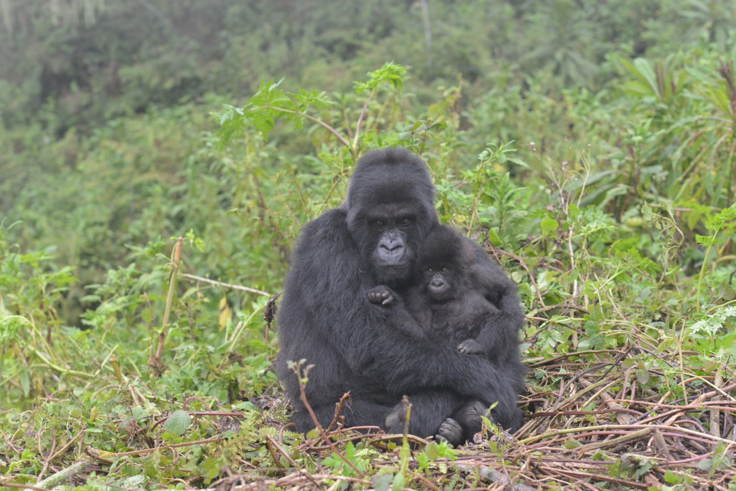 Group structure predicts variation in proximity relationships between ...