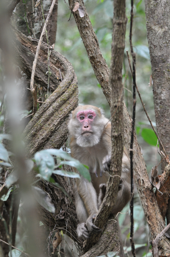 Stress in wild female Assamese macaques - The Leakey Foundation
