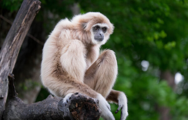 Five Fun Facts About Gibbons - The Leakey Foundation