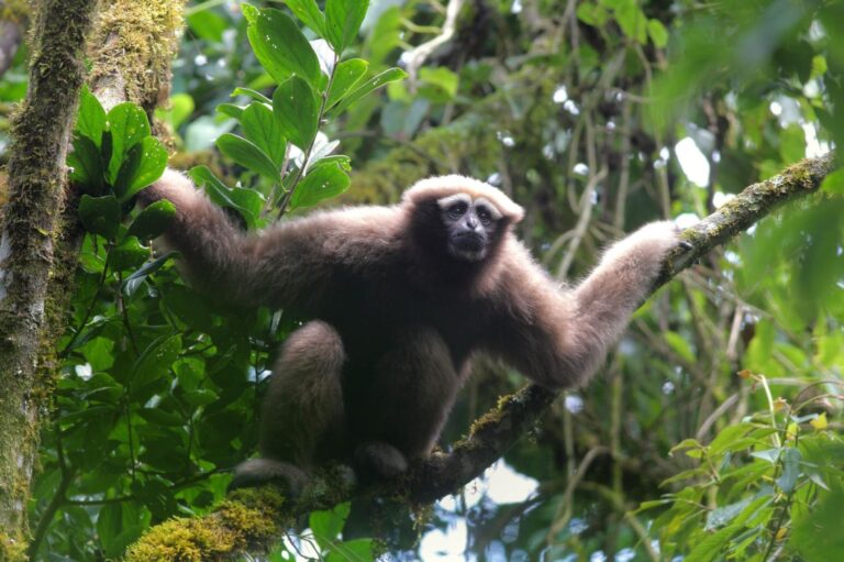 Five Fun Facts About Gibbons - The Leakey Foundation