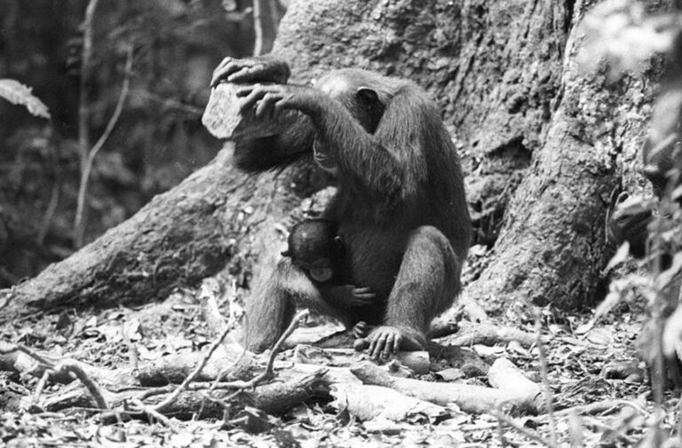 New Chimpanzee Culture Discovered - The Leakey Foundation