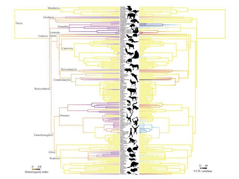 The Leakey Foundation | Evolution and the Mammalian Spine