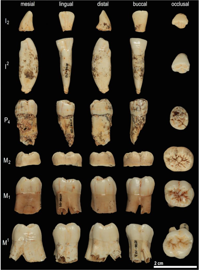 Oldest Ever Human Genetic Evidence Retrieved from 800,000-Year-Old ...