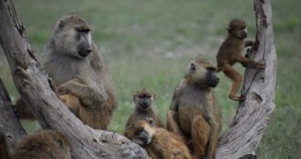 The Leakey Foundation | Ancient Teeth from Peru Hint Now-Extinct ...