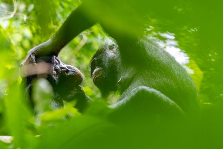 The Leakey Foundation | Rare bonobo behavior is photographic gold