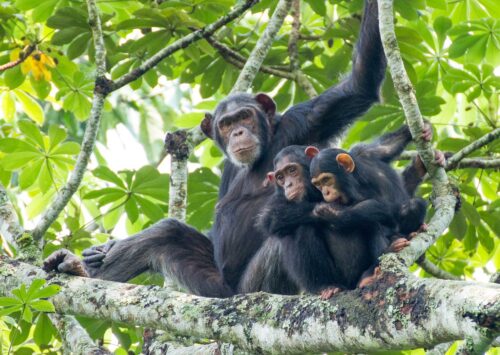 The Leakey Foundation | New methods of conservation needed to prevent ...