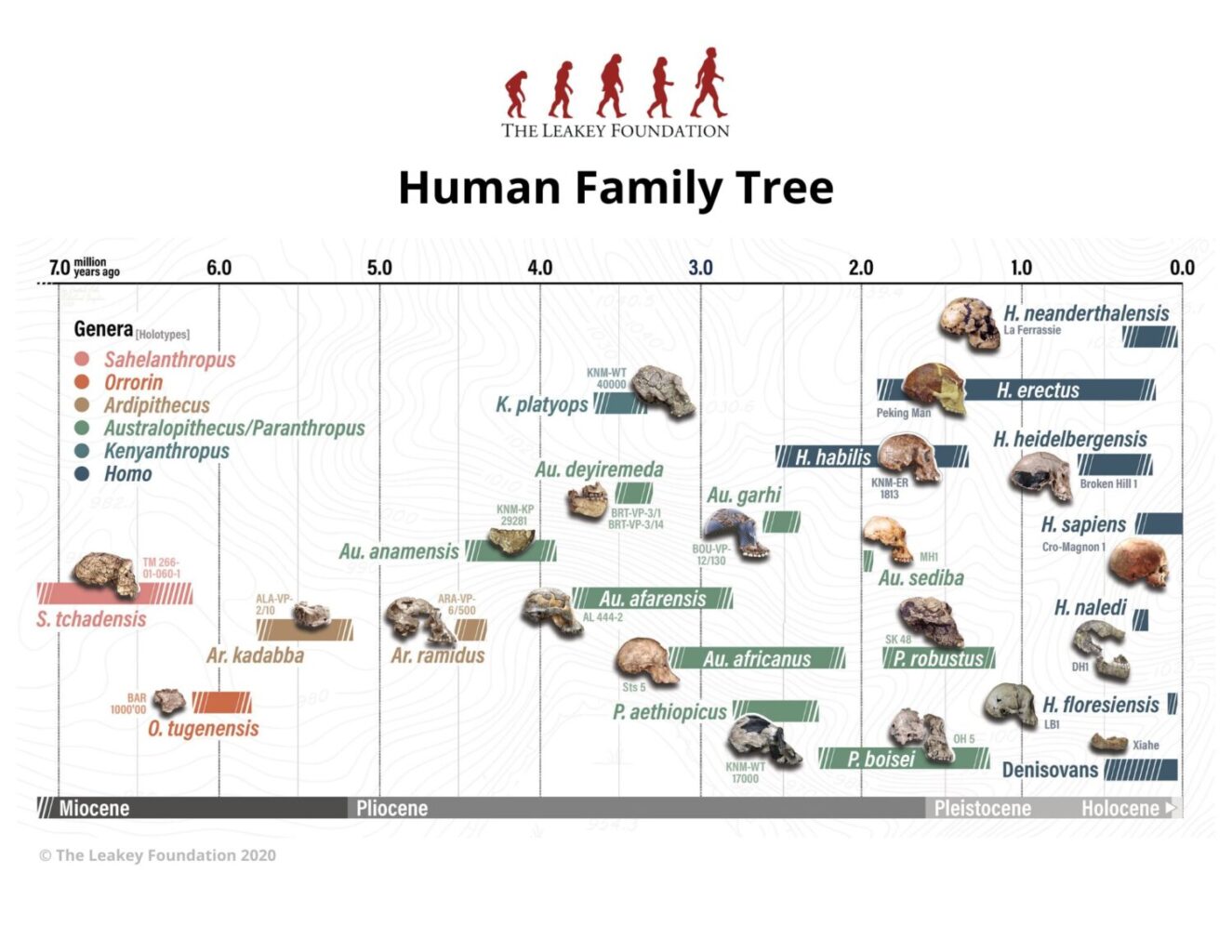 Human Evolution Family Tree Chart Human Evolution Family Tree Chart