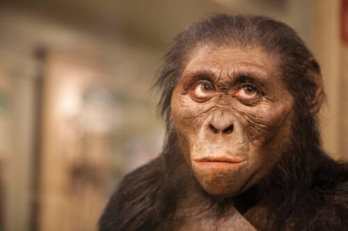 The Leakey Foundation | ASU Institute of Human Origins celebrates Lucy ... The Leakey Foundation | ASU Institute of Human Origins celebrates Lucy ...