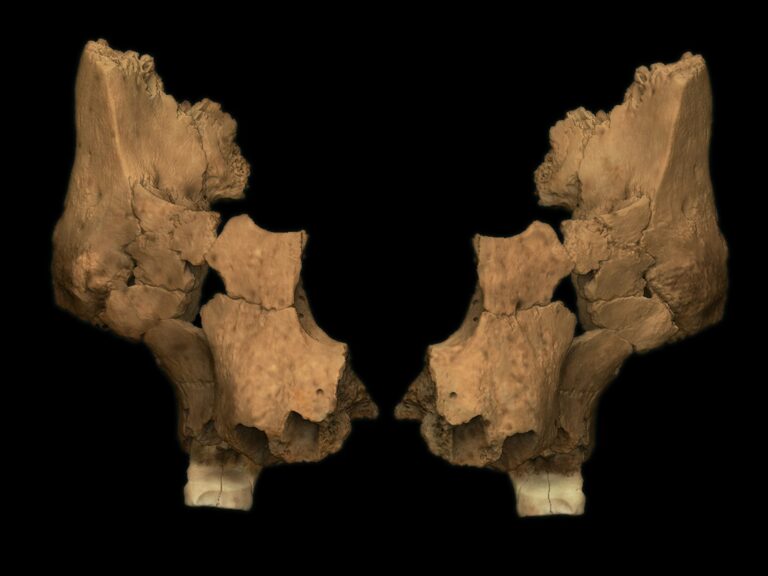 Rare fossils show tiny human relative walked upright 2 million years ago