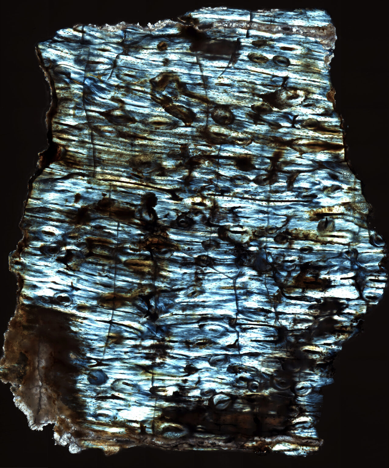 Life in fossil bones: what we can learn from tiny traces of ancient ...